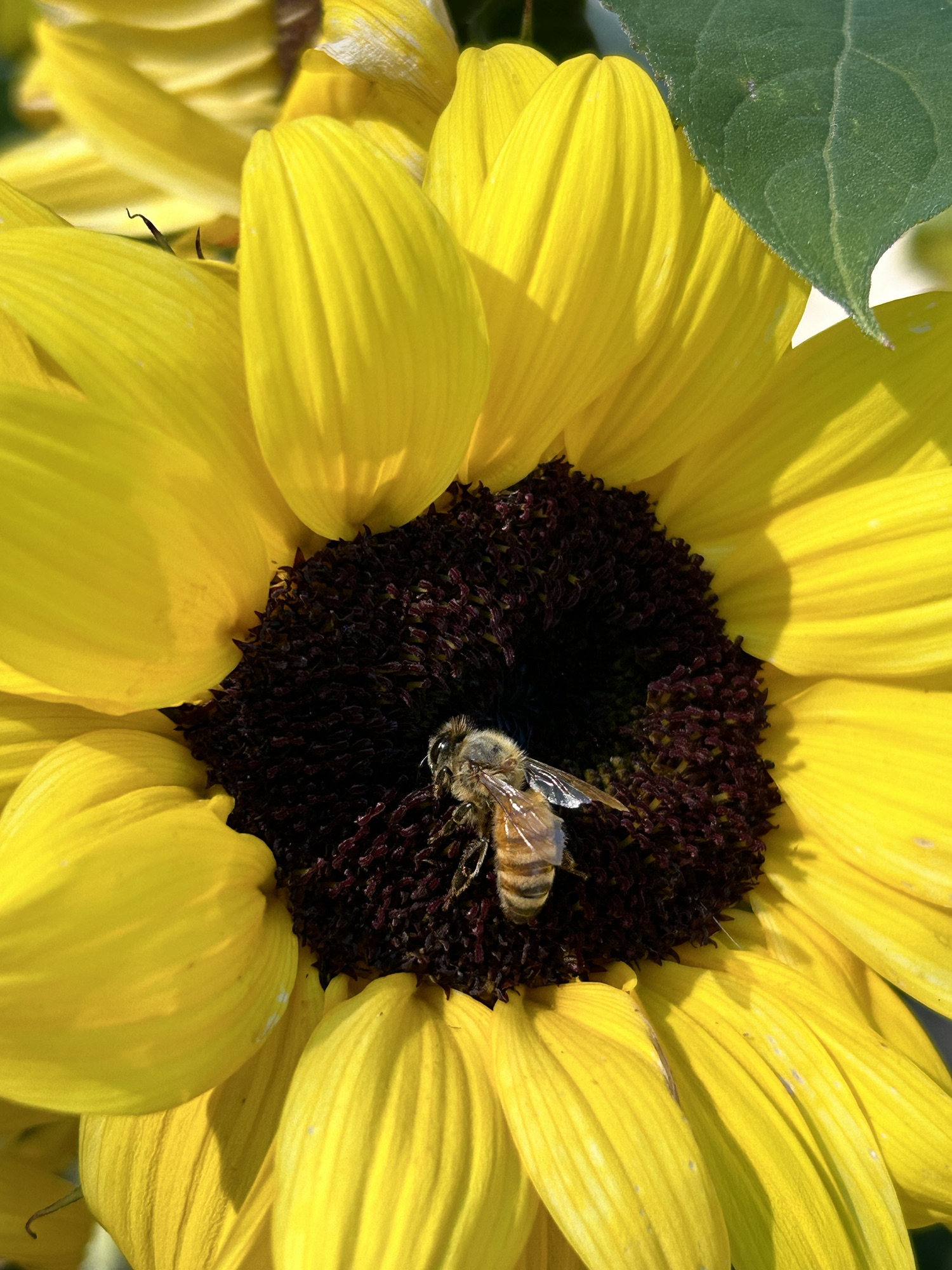 Flowers Bees and Poetry | Flowerpoet