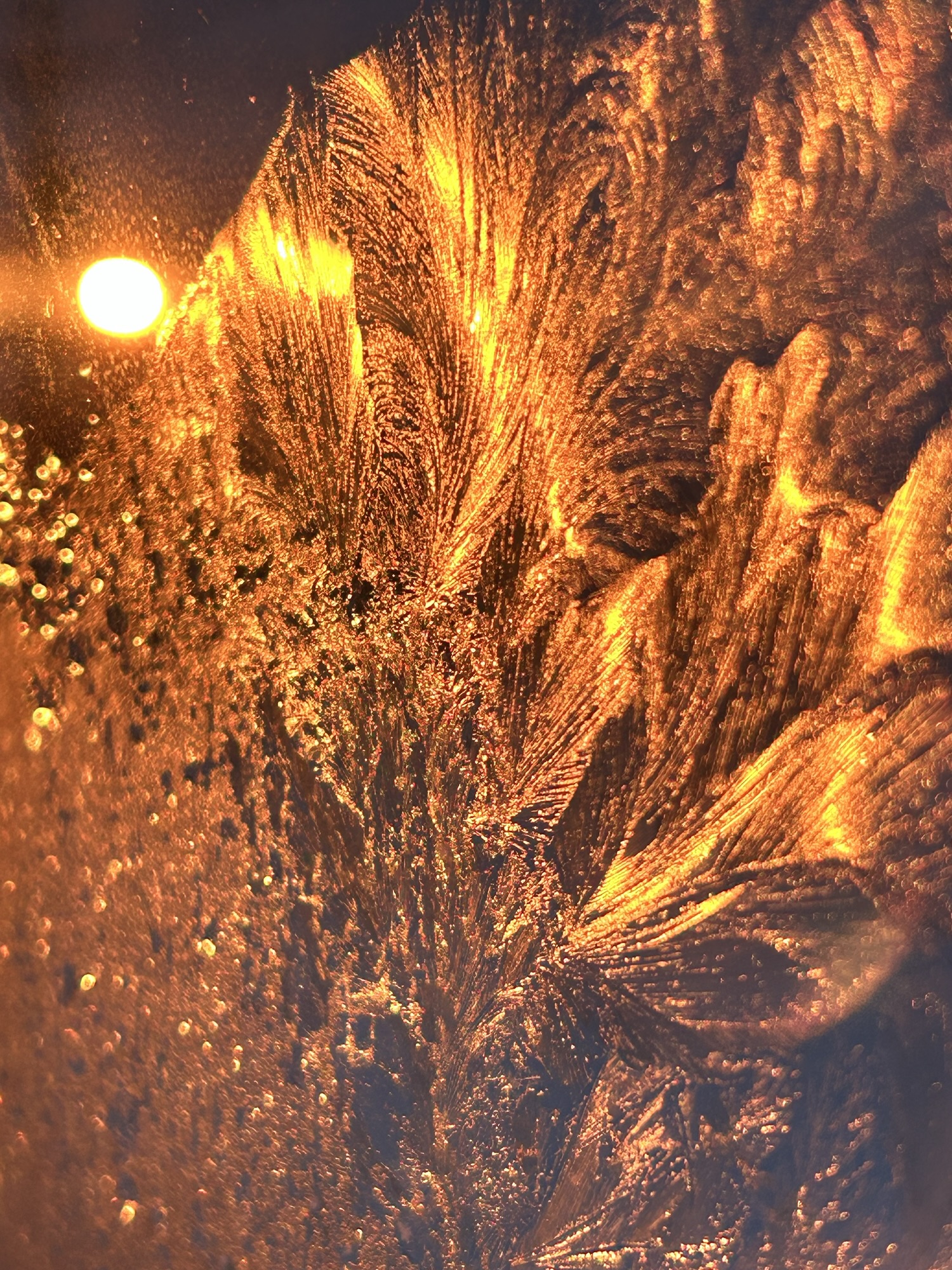 Golden Frost | Flowerpoet